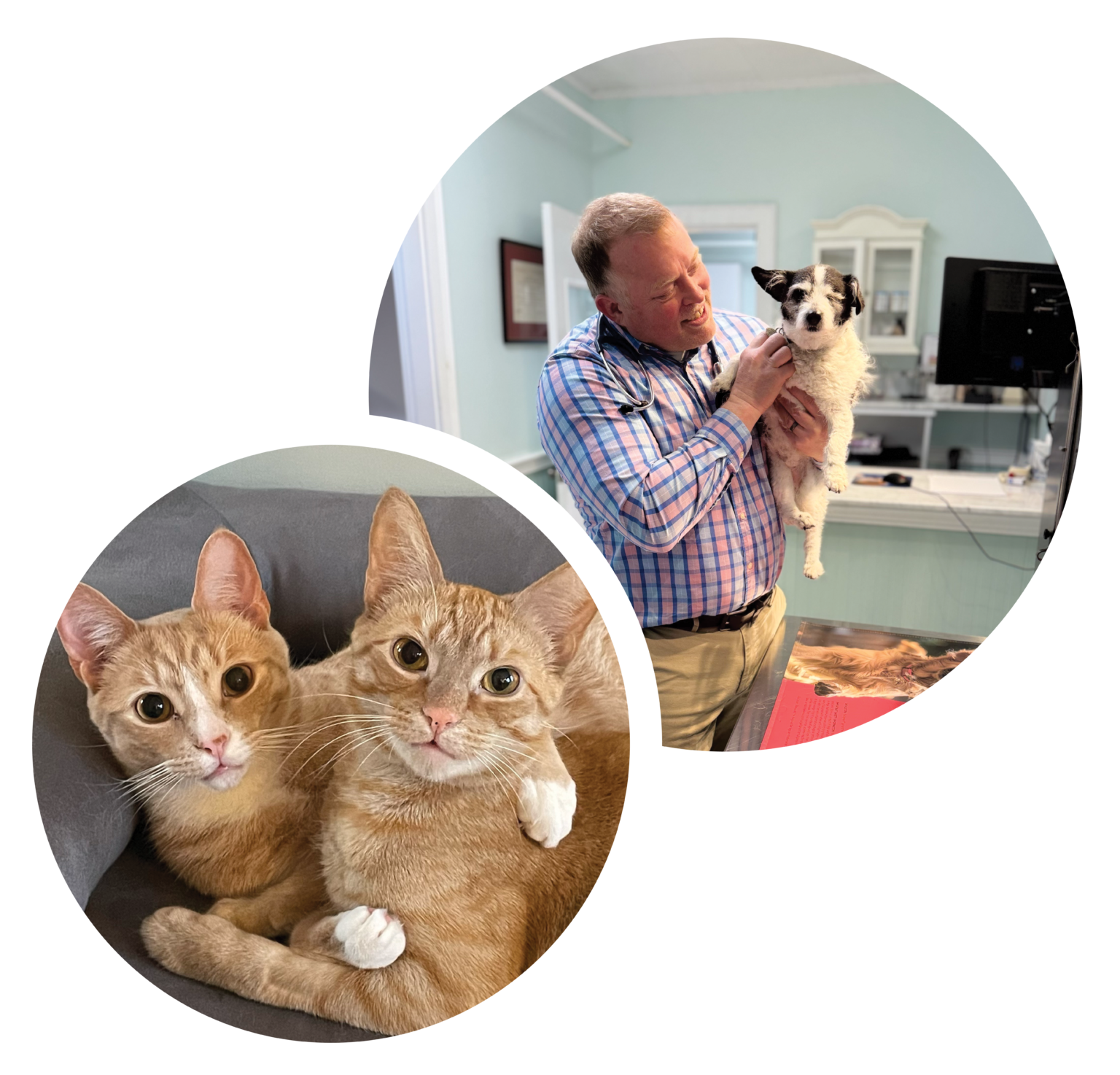 Veterinarian and Animal Hospital in Manchester-by-the-Sea, MA ...
