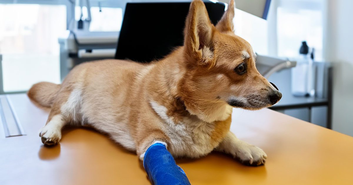 Urgent Vet in Manchester-by-the-Sea, MA | Manchester Animal Hospital