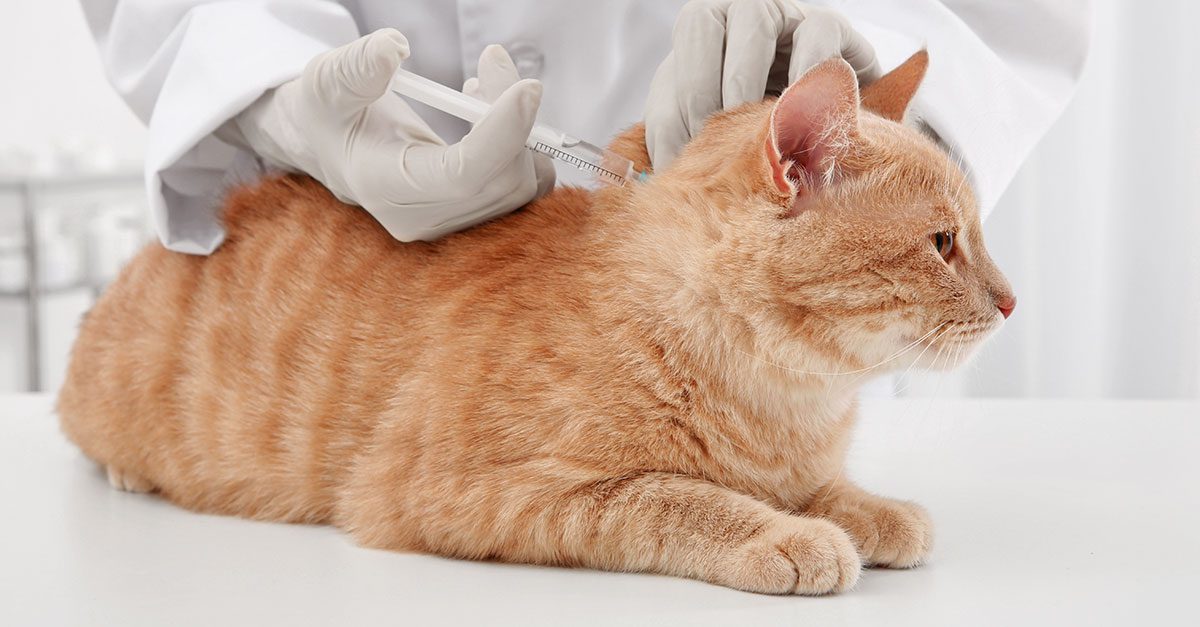 Cat & Dog Vaccines in Manchester-by-the-Sea, MA | Manchester Animal ...