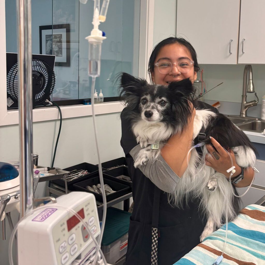 Jenny Sit-Leb | Manchester Animal Hospital